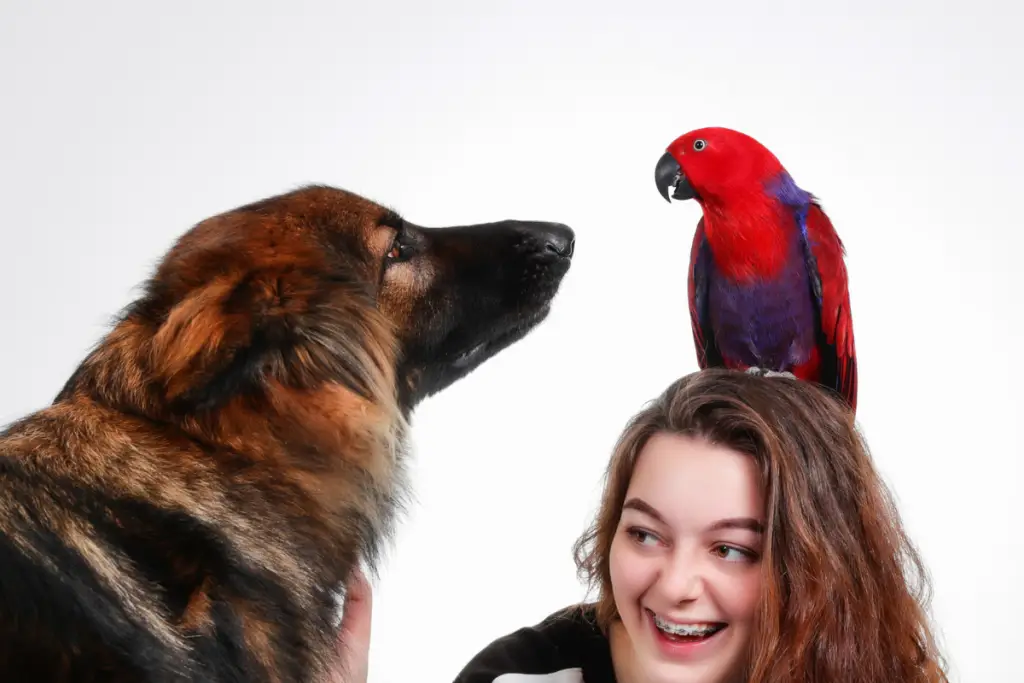 How To Introduce & Train Your Dog To Get Along With Your Pet Birds ...